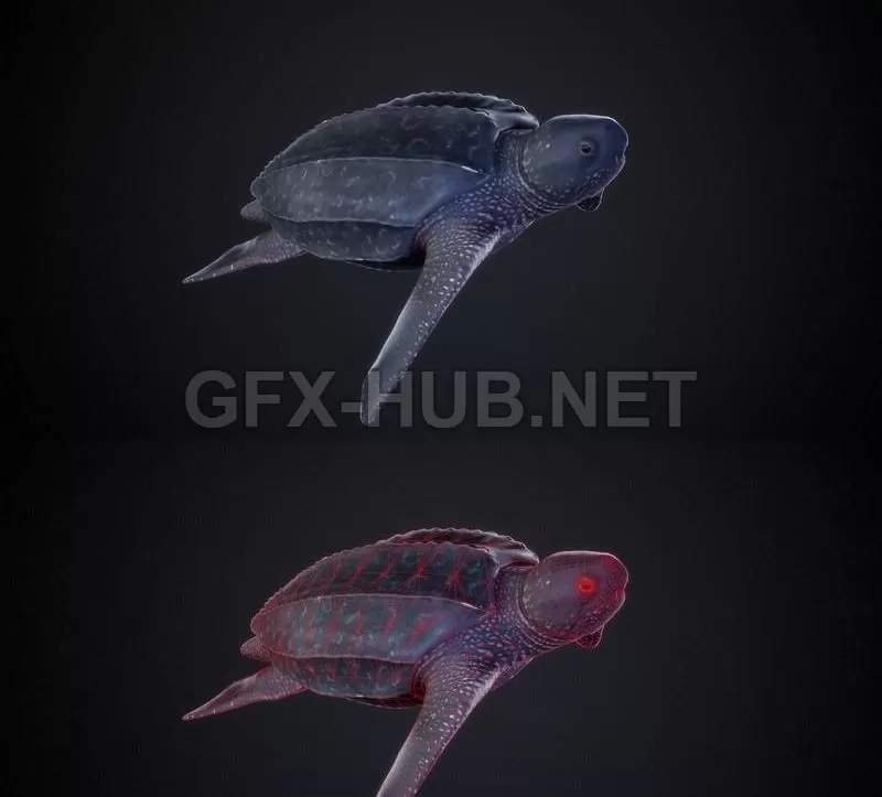 PBR Game 3D Model - Leatherback Turtle - 3DSKY Decor Helper