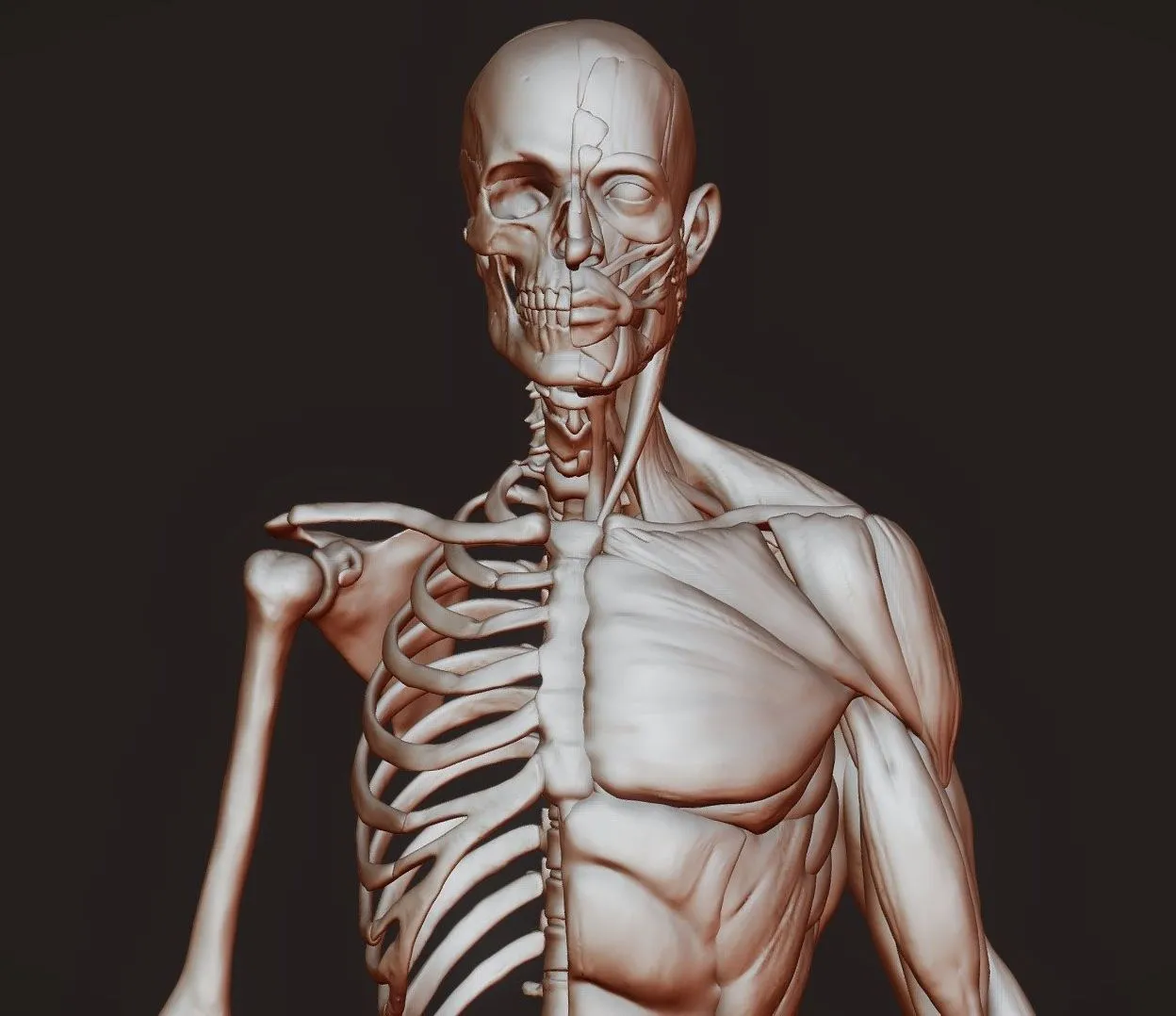 PBR Game 3D Models - Anatomy Study - 3DSKY Decor Helper